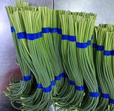 china length 45cm fresh garlic bolt garlic sprout 10kgs/carton